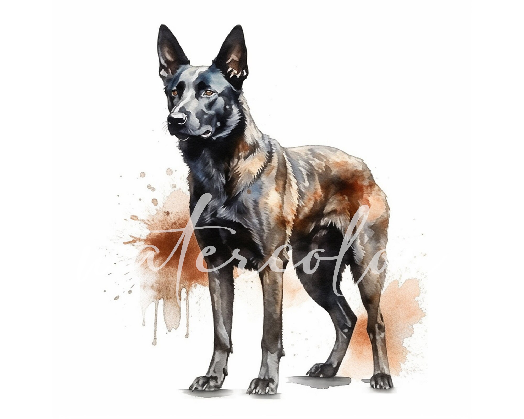 Watercolor Dutch Shepherd Clipart, 12 High Quality Jpgs, Dog Clipart ...