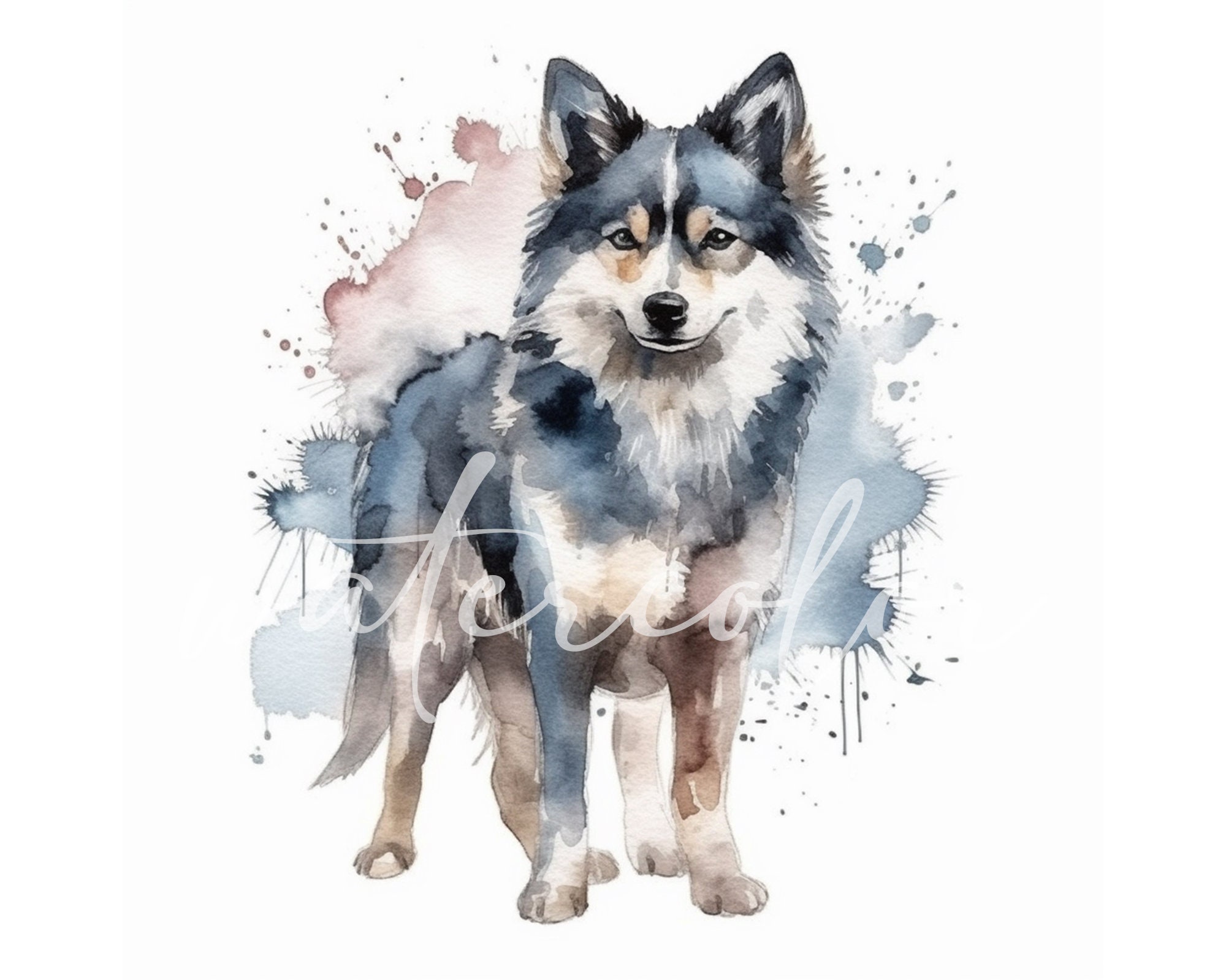 Watercolor Pomsky Clipart 12 High Quality Jpgs Dog Clipart - Etsy