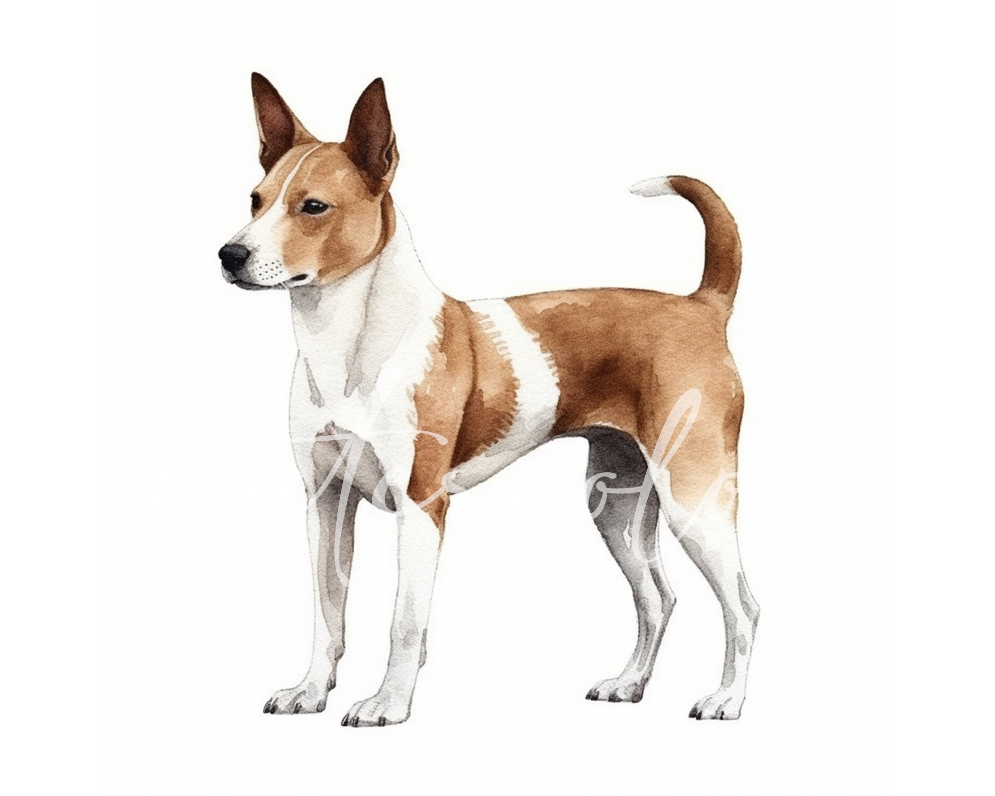 Watercolor Basenji Clipart, 12 High Quality Jpgs, Dog Clipart, Card ...