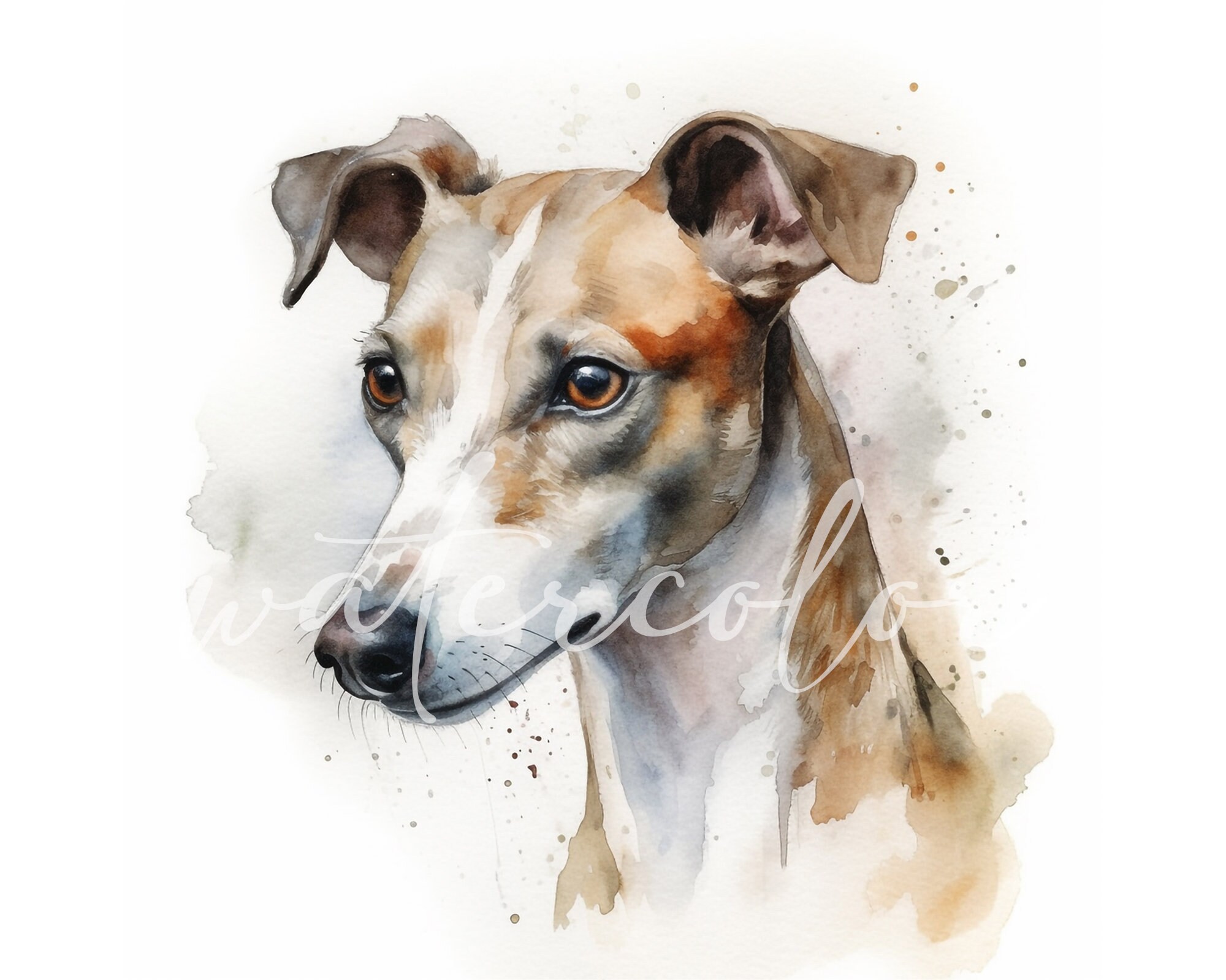 Watercolor Whippet Clipart, 12 High Quality Jpgs, Dog Clipart, Card ...
