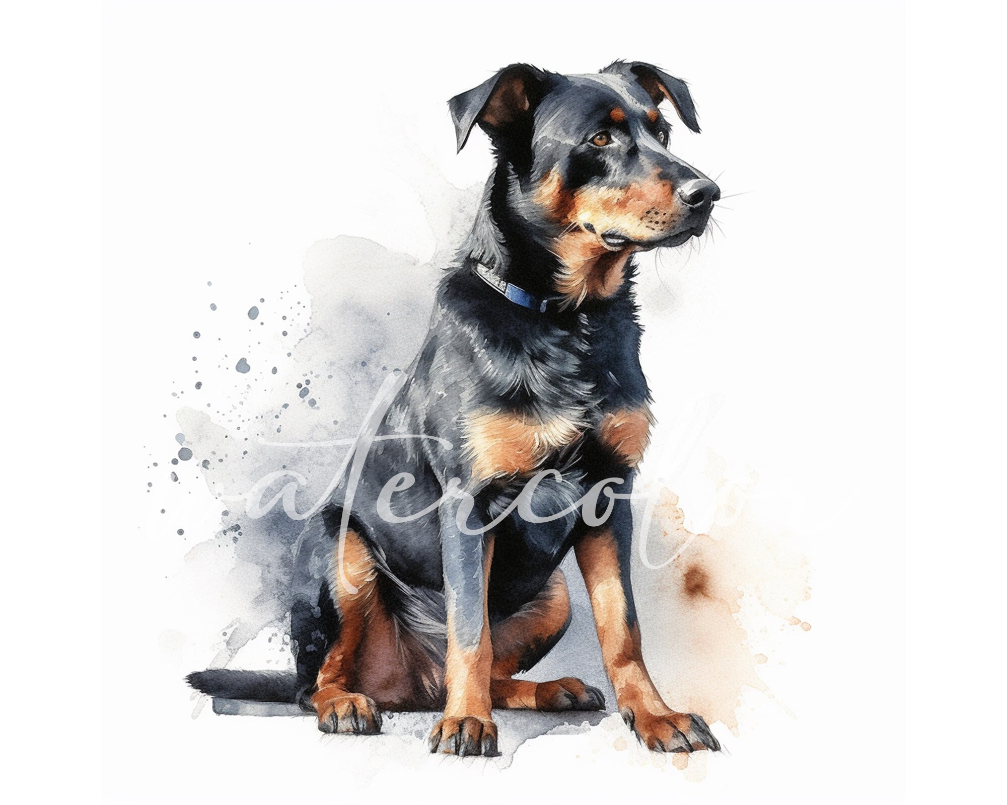 Watercolor Beauceron Clipart, 12 High Quality Jpgs, Dog Clipart, Card ...