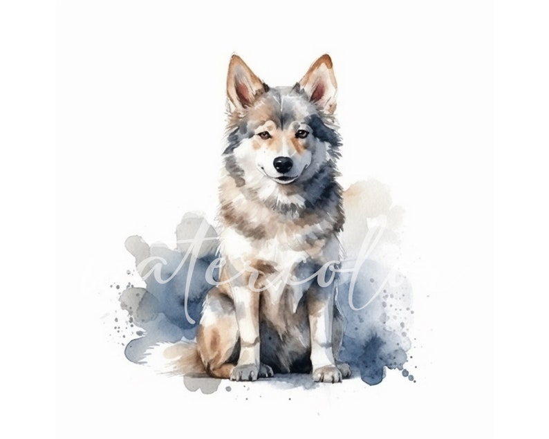 Watercolor Pomsky Clipart 12 High Quality Jpgs Dog Clipart - Etsy