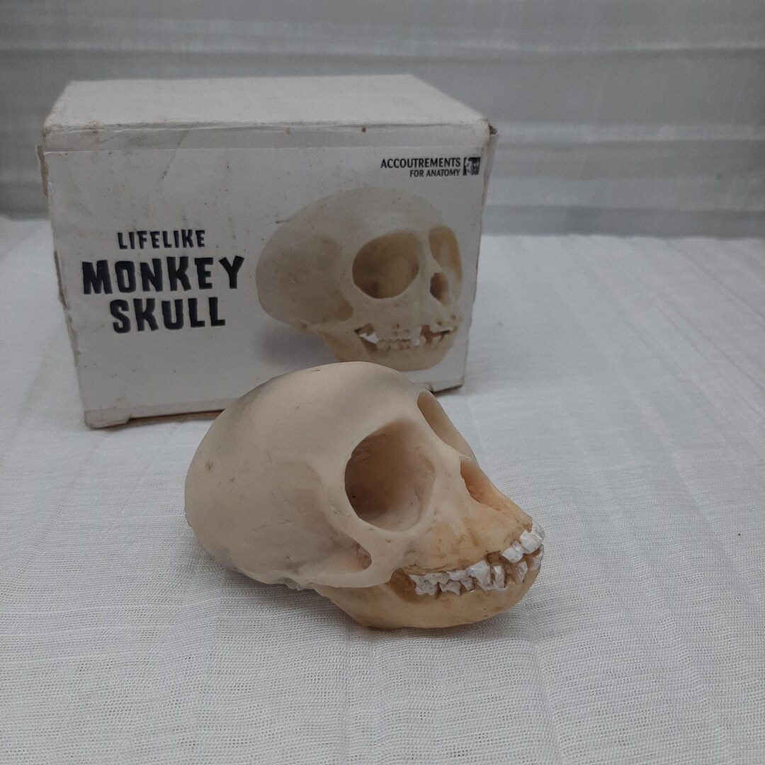 Replica Lifelike Monkey Skull by Accoutrements for Anatomy 2002 Item ...