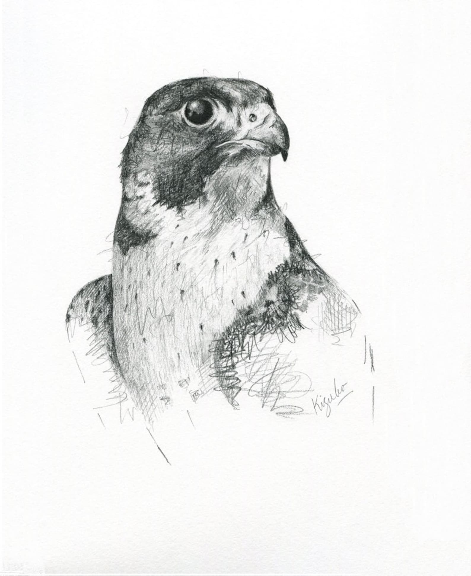 Handgezeichneter Wanderfalke Wildtier Giclee Druck 10x12 - Etsy.de