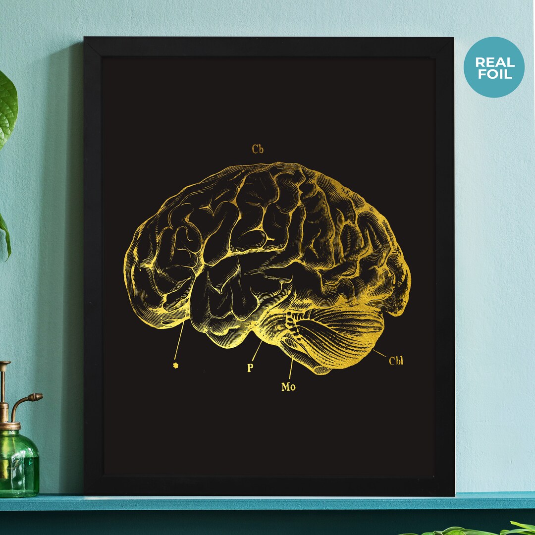 Human Brain Anatomy Print, Medical Student, Neuroscience Art, Doctor ...