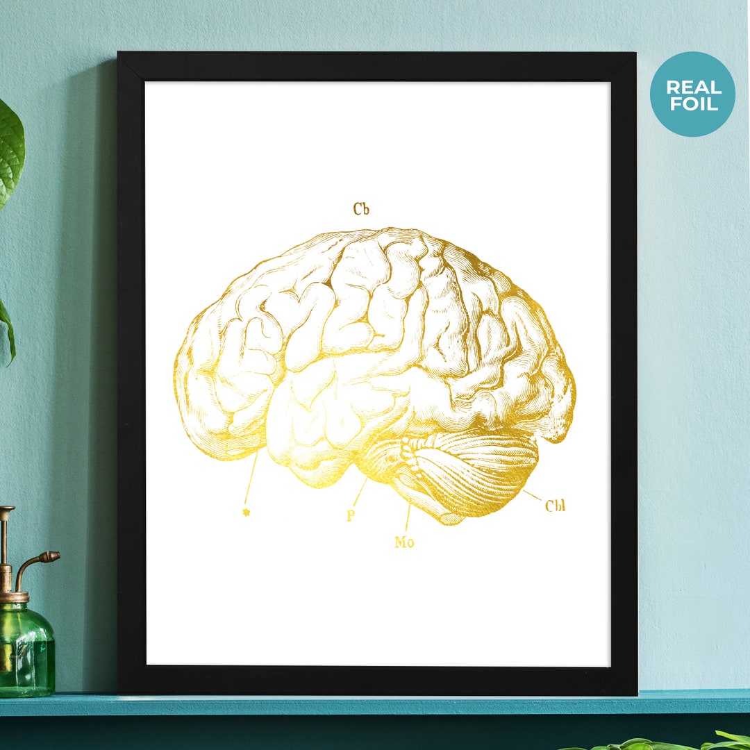 Human Brain Anatomy Print, Medical Student, Neuroscience Art, Doctor ...