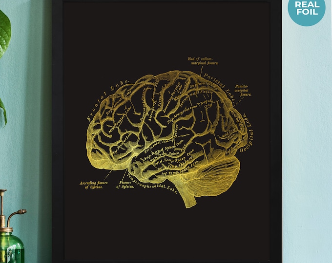 Human Brain Anatomy Print, Medical Student, Neuroscience Art, Doctor ...
