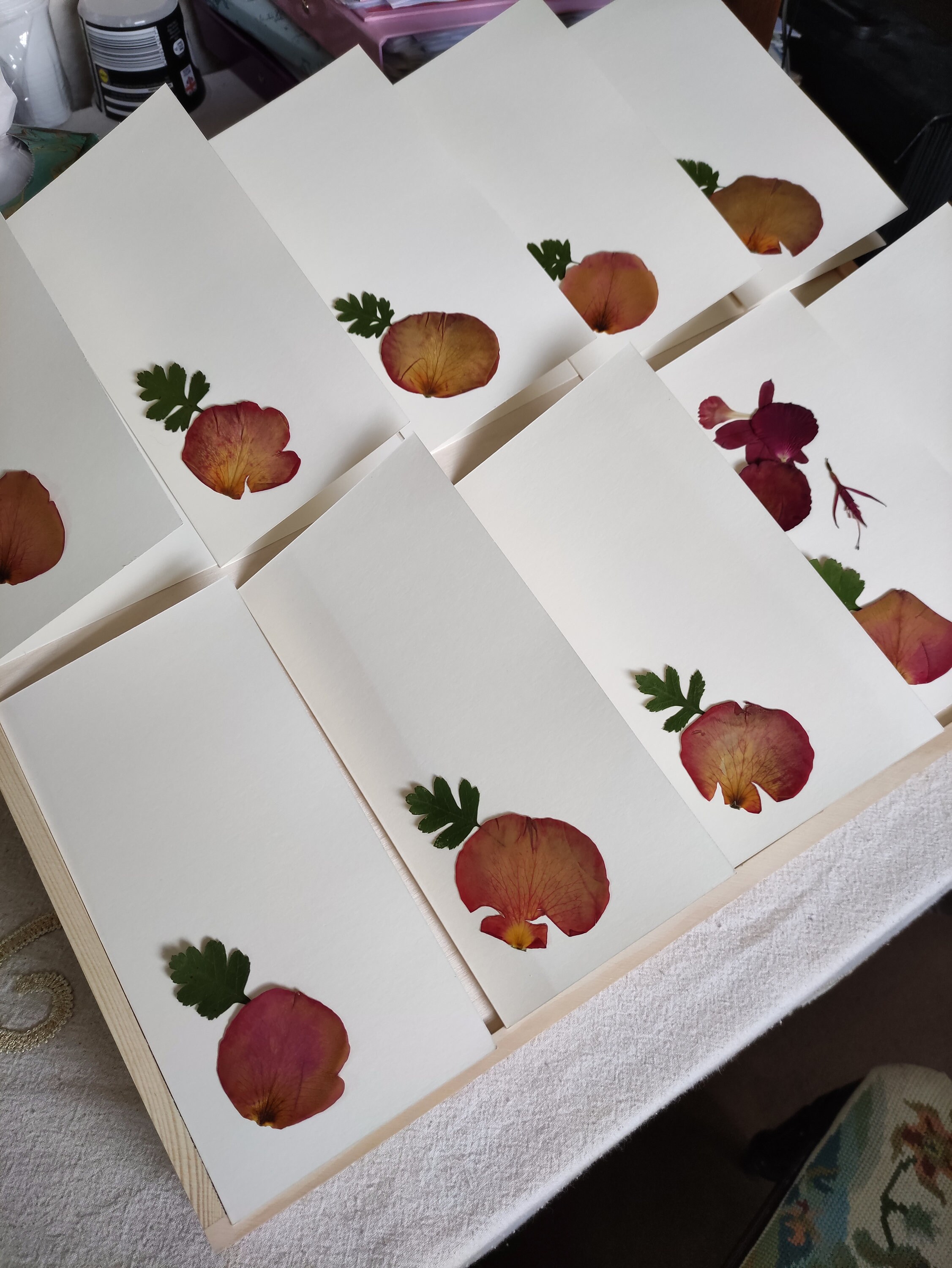 Real seco, DEVON Flores / Hojas Tarjetas. 21 X 10.5cm tamaño. Cada ...