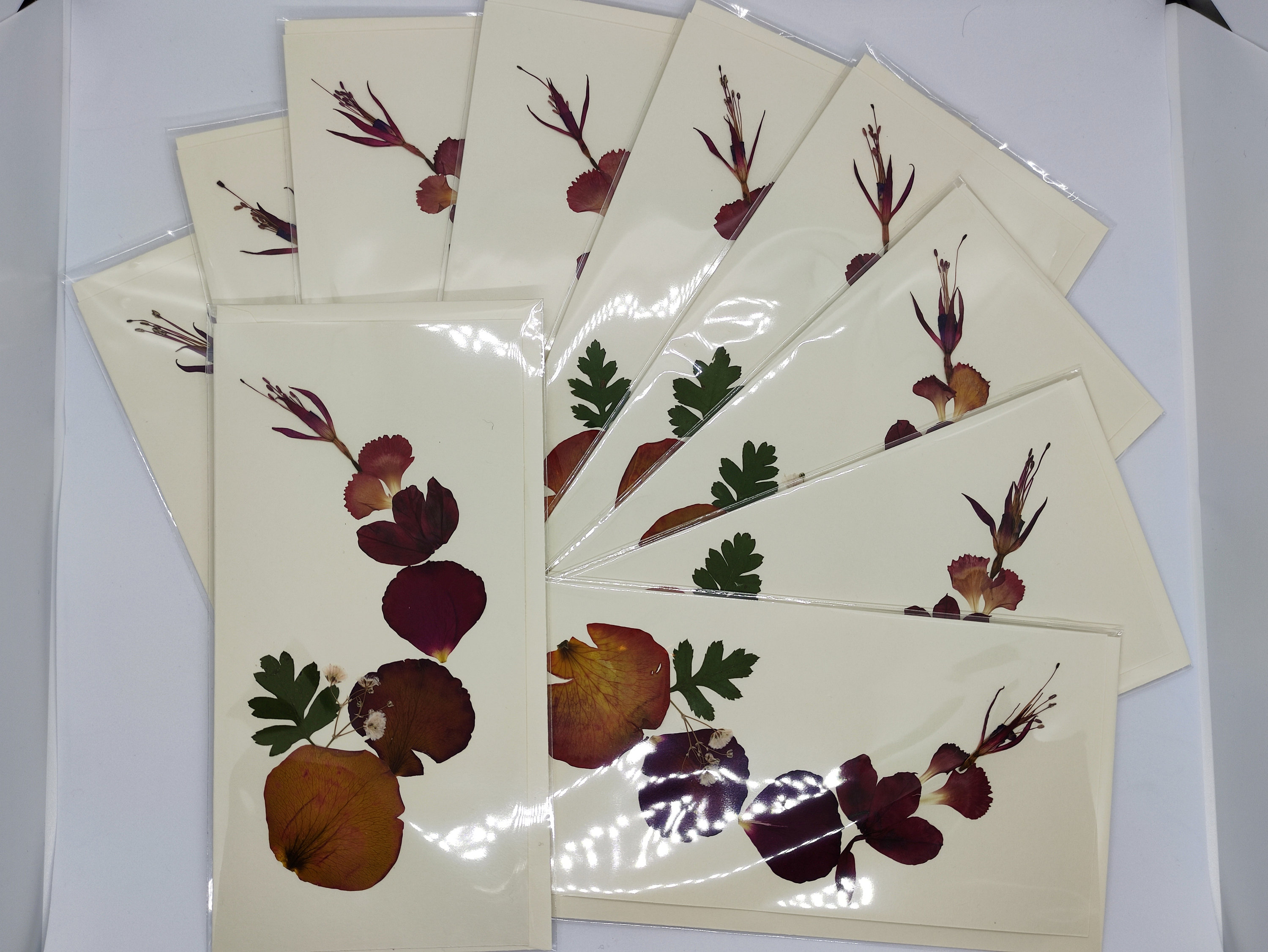 Real seco, DEVON Flores / Hojas Tarjetas. 21 X 10.5cm tamaño. Cada ...