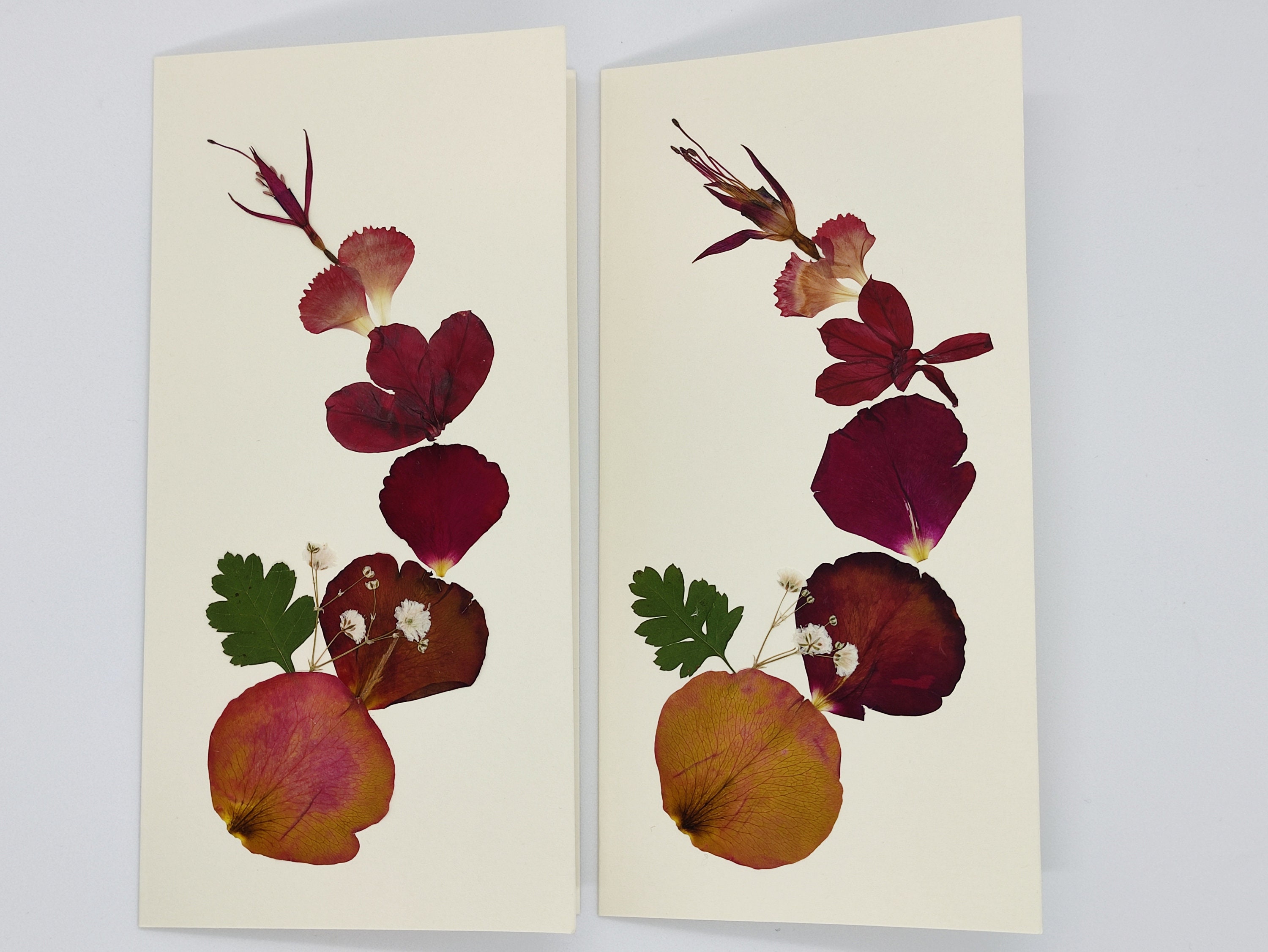 Real seco, DEVON Flores / Hojas Tarjetas. 21 X 10.5cm tamaño. Cada ...