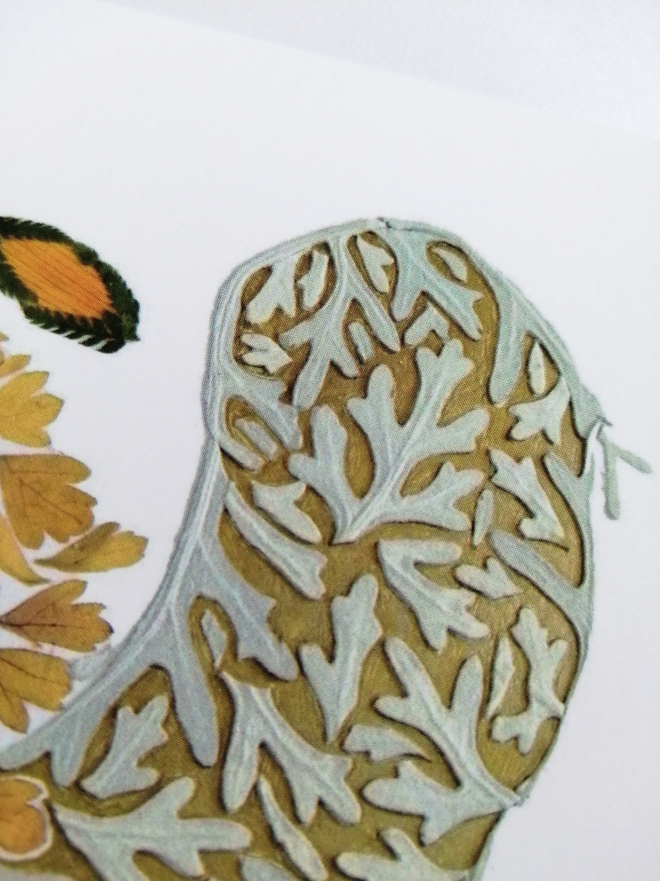 Angel. Pressed Leaves, Pressed Flowers. Print From Original Artwork ...