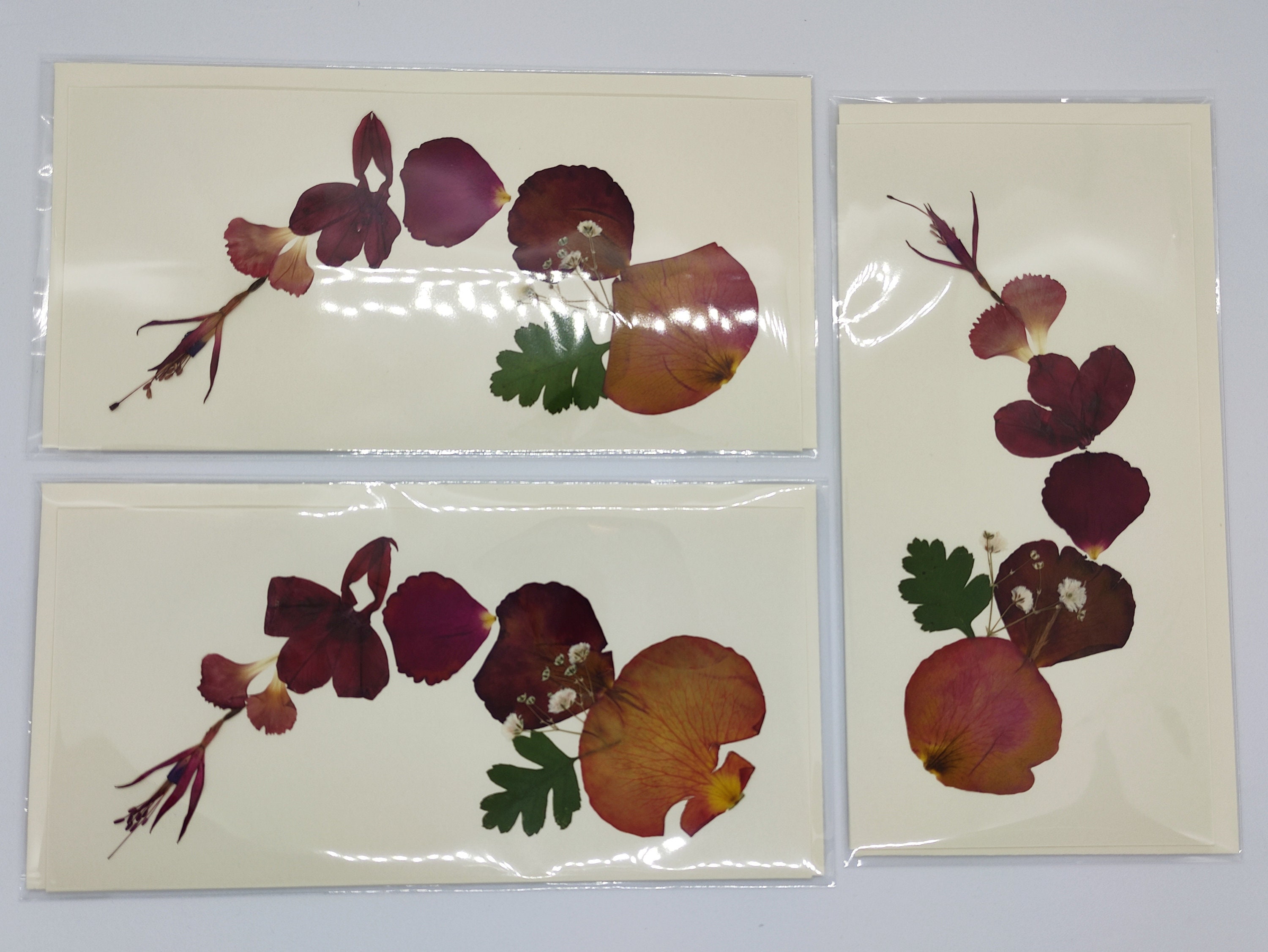 Real seco, DEVON Flores / Hojas Tarjetas. 21 X 10.5cm tamaño. Cada ...