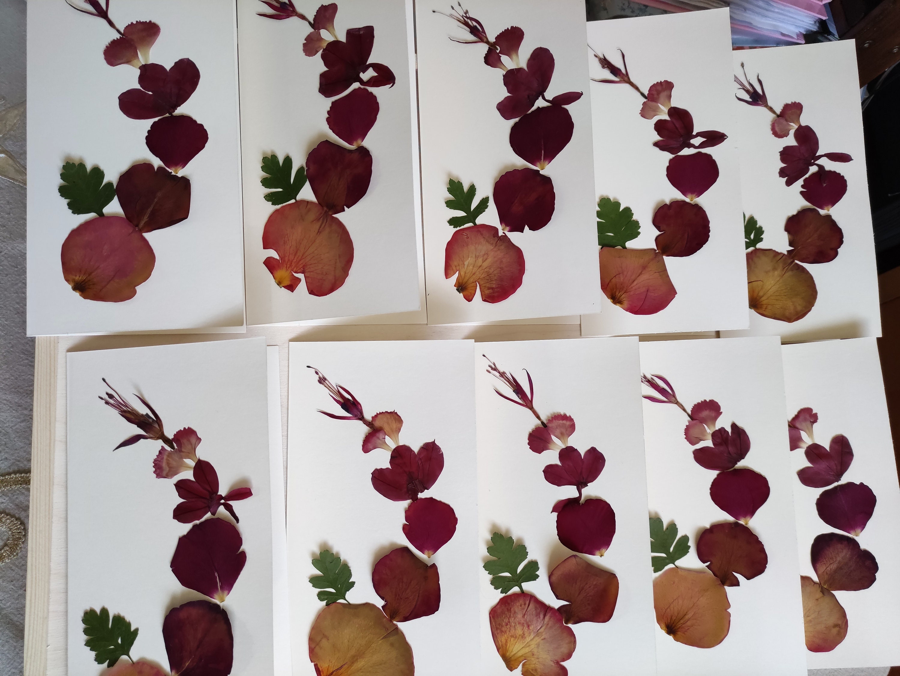 Real seco, DEVON Flores / Hojas Tarjetas. 21 X 10.5cm tamaño. Cada ...