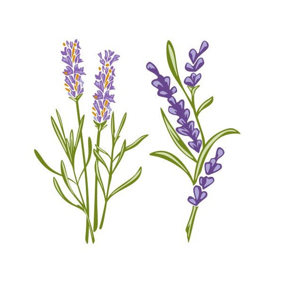 Lavender Flower Plant Cuttable Design SVG PNG DXF & eps | Etsy