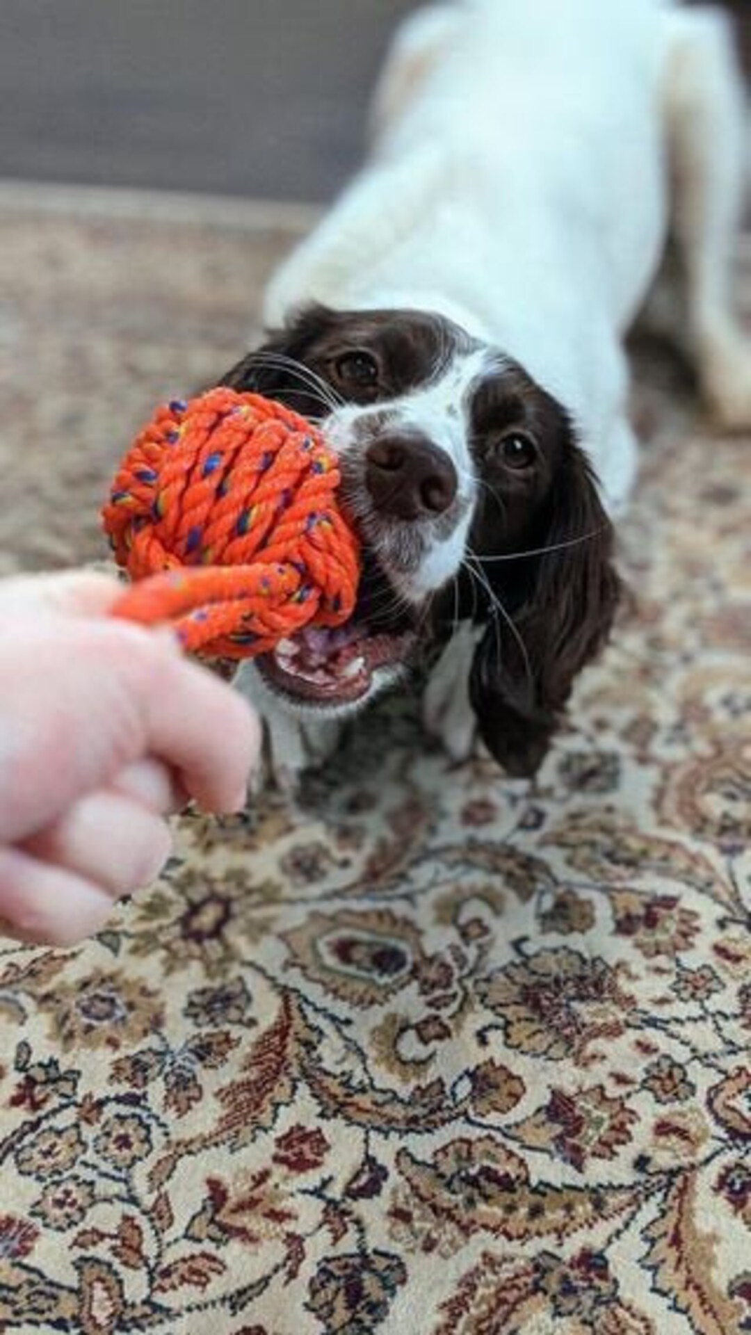 Floating Monkey Fist Dog Toy - Etsy