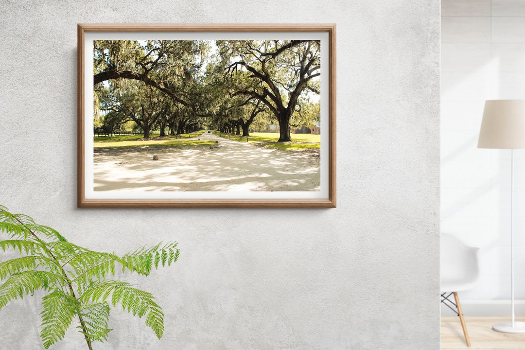 Charleston Willow Trees Photo Print // Nature // Travel // Botanical ...