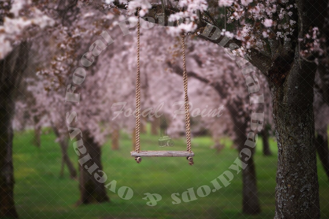 Cherry Tree Blossoms Orchard Swing in Spring Tree Tree - Etsy