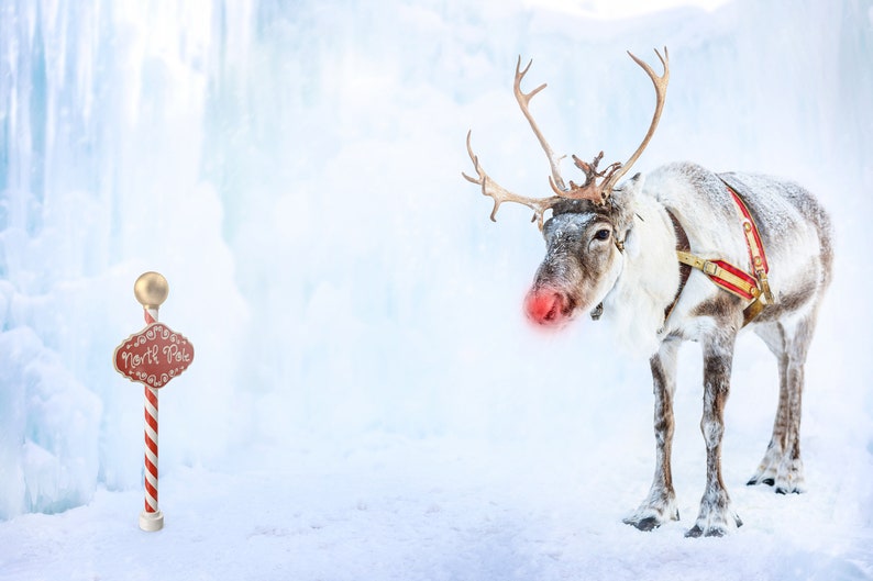 Christmas Digital Backdrop Reindeer in the Snow With Ice - Etsy