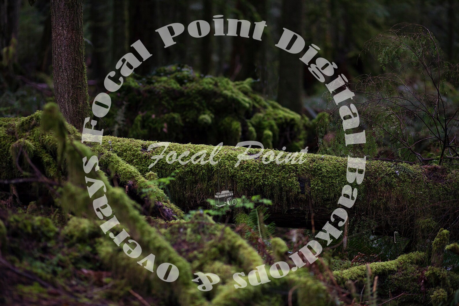 Mossy Tree Log Forest Background Composite Outdoor Backdrops - Etsy