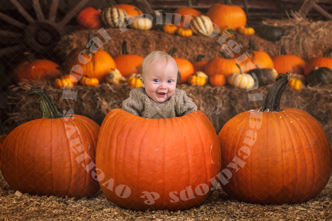 Halloween Pumpkin Patch Fall Background, Outdoor Backdrops for ...