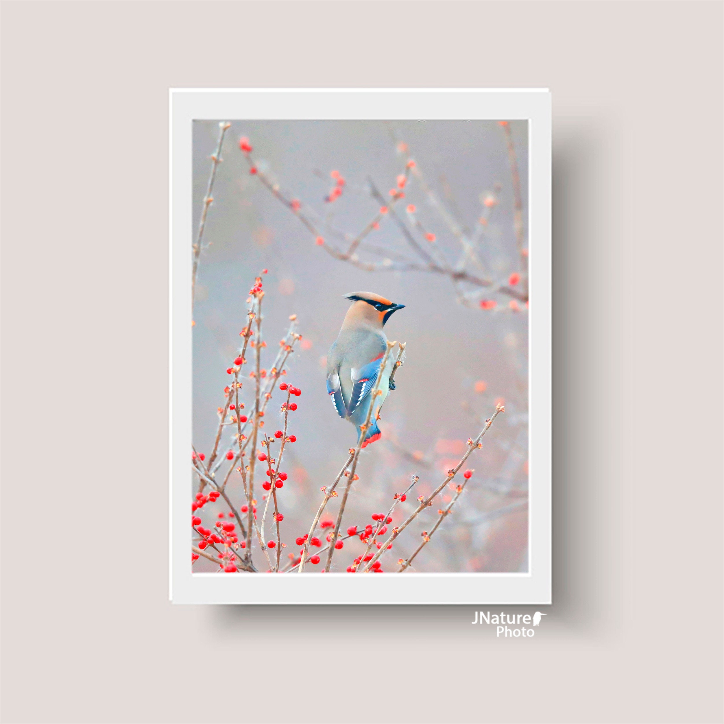 Bohemian Waxwing Bird Print Bird Photo Nature Print Bird - Etsy