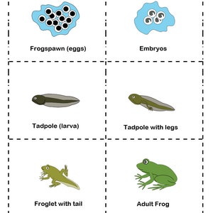 Life Cycle of a Frog Flashcards | Color and B&W | 6 Stages | Printable ...