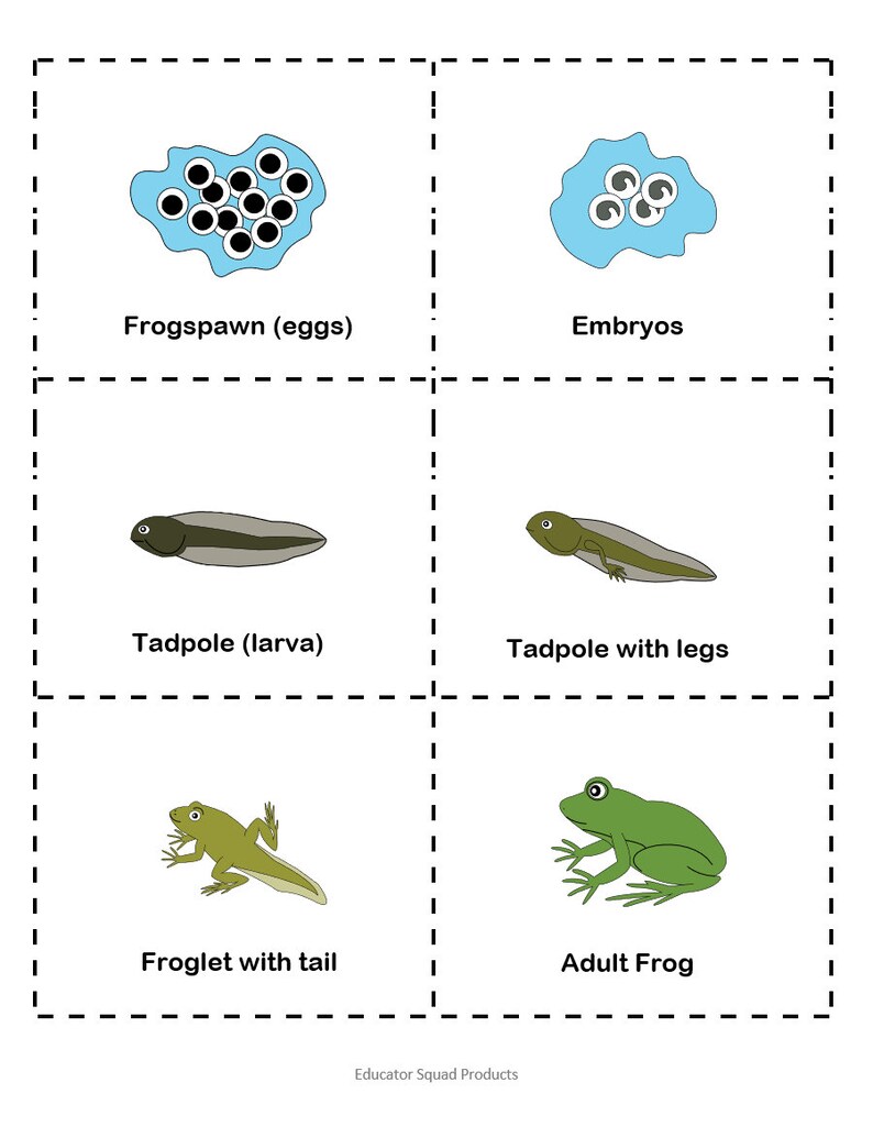 Life Cycle of a Frog Flashcards | Color and B&W | 6 Stages | Printable ...
