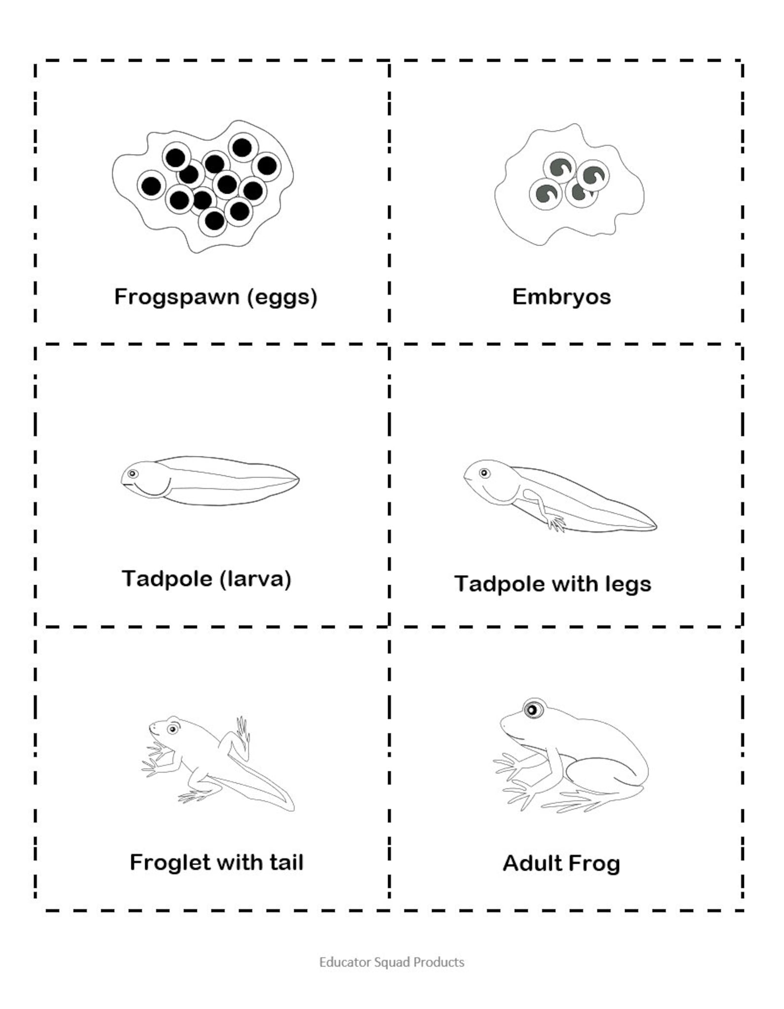 Life Cycle of a Frog Flashcards | Color and B&W | 6 Stages | Printable ...