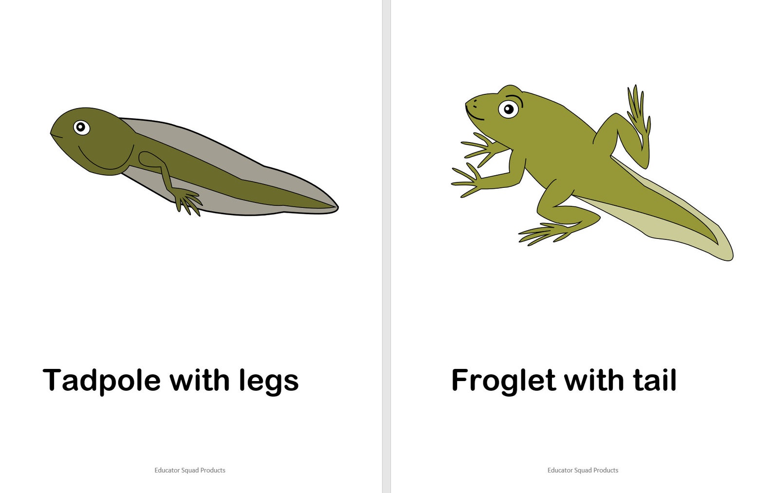 Life Cycle of a Frog Flashcards | Color and Black & White Flash Cards ...