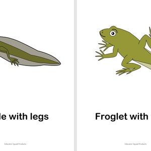 Life Cycle of a Frog Flashcards | Color and B&W | 6 Stages | Printable ...