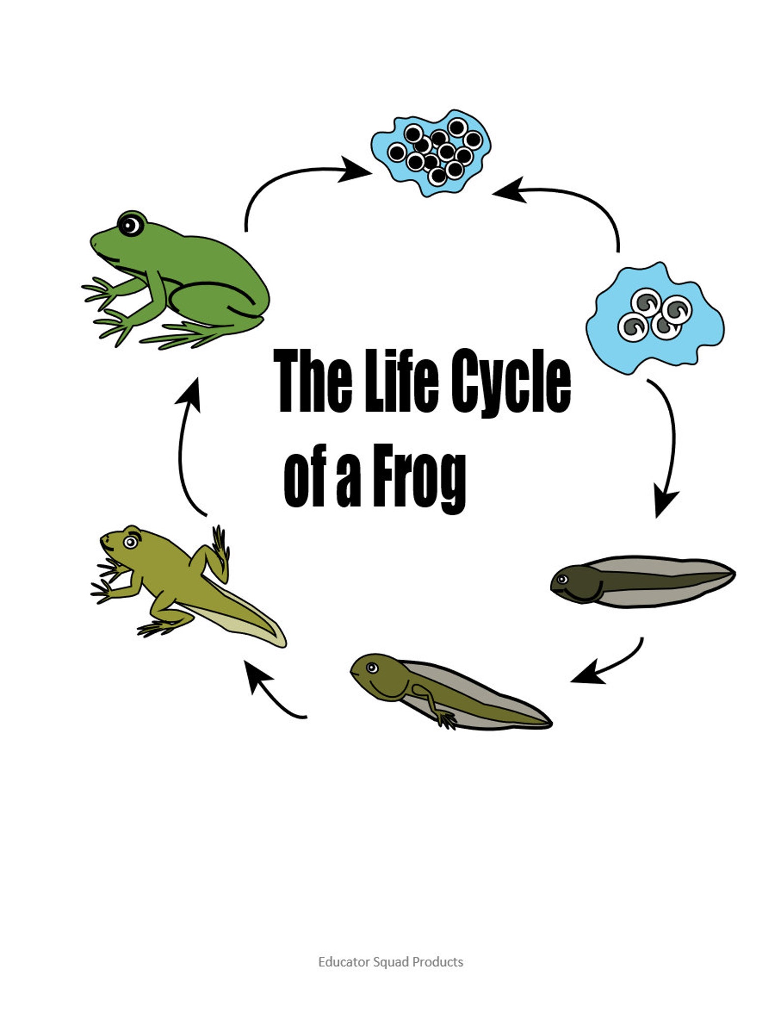 Life Cycle of a Frog Flashcards | Color and B&W | 6 Stages | Printable ...