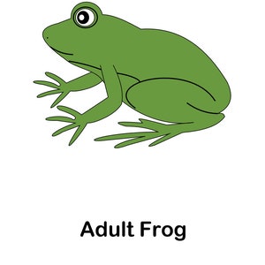 Life Cycle of a Frog Flashcards | Color and B&W | 6 Stages | Printable ...