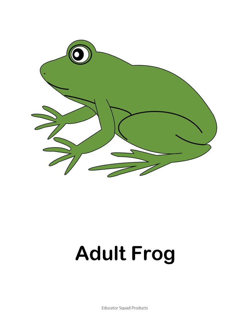 Life Cycle of a Frog Flashcards | Color and Black & White Flash Cards ...