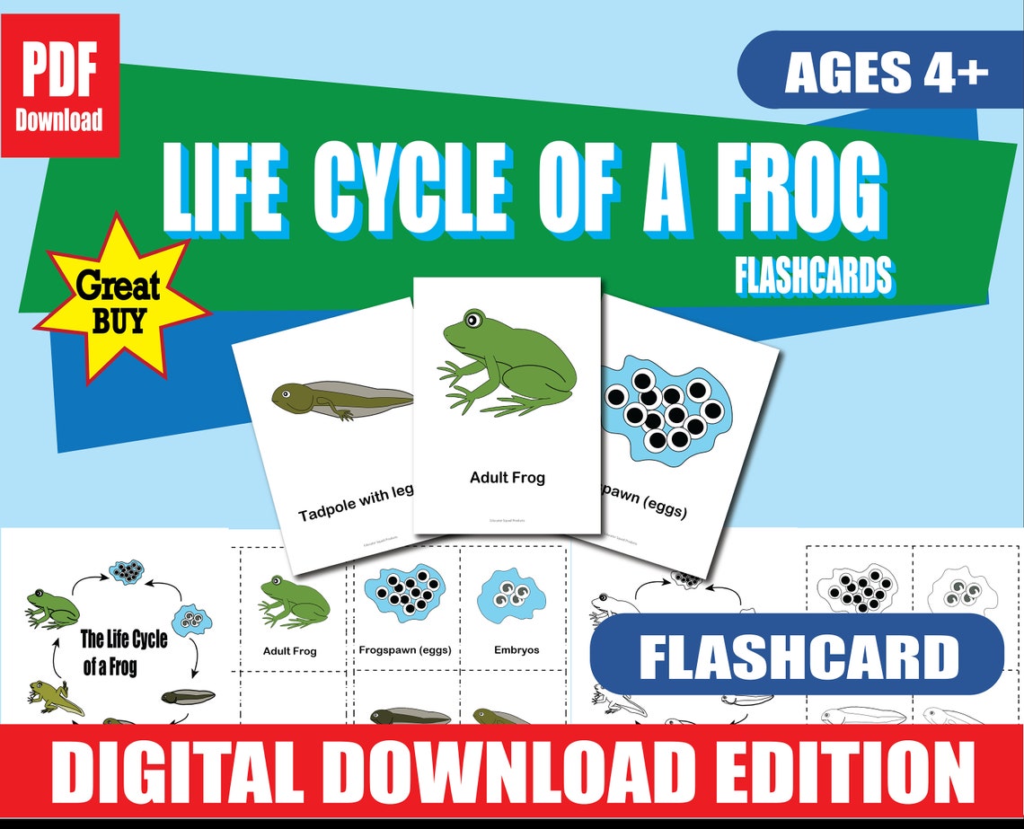 Life Cycle of a Frog Flashcards | Color and Black & White Flash Cards ...