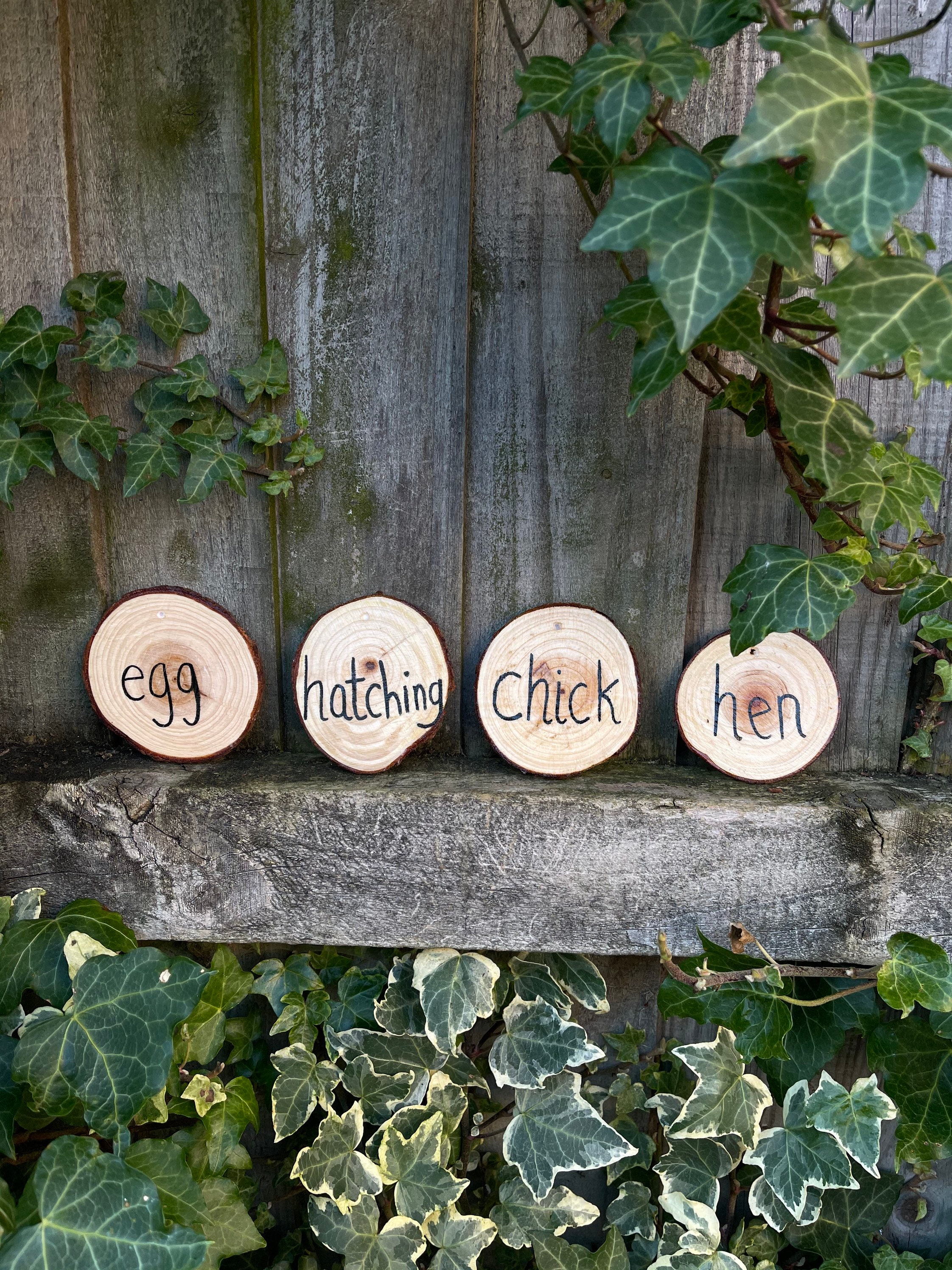 Life Cycles/ Butterfly Life Cycle/ Frog Life Cycle/ Hen Life - Etsy