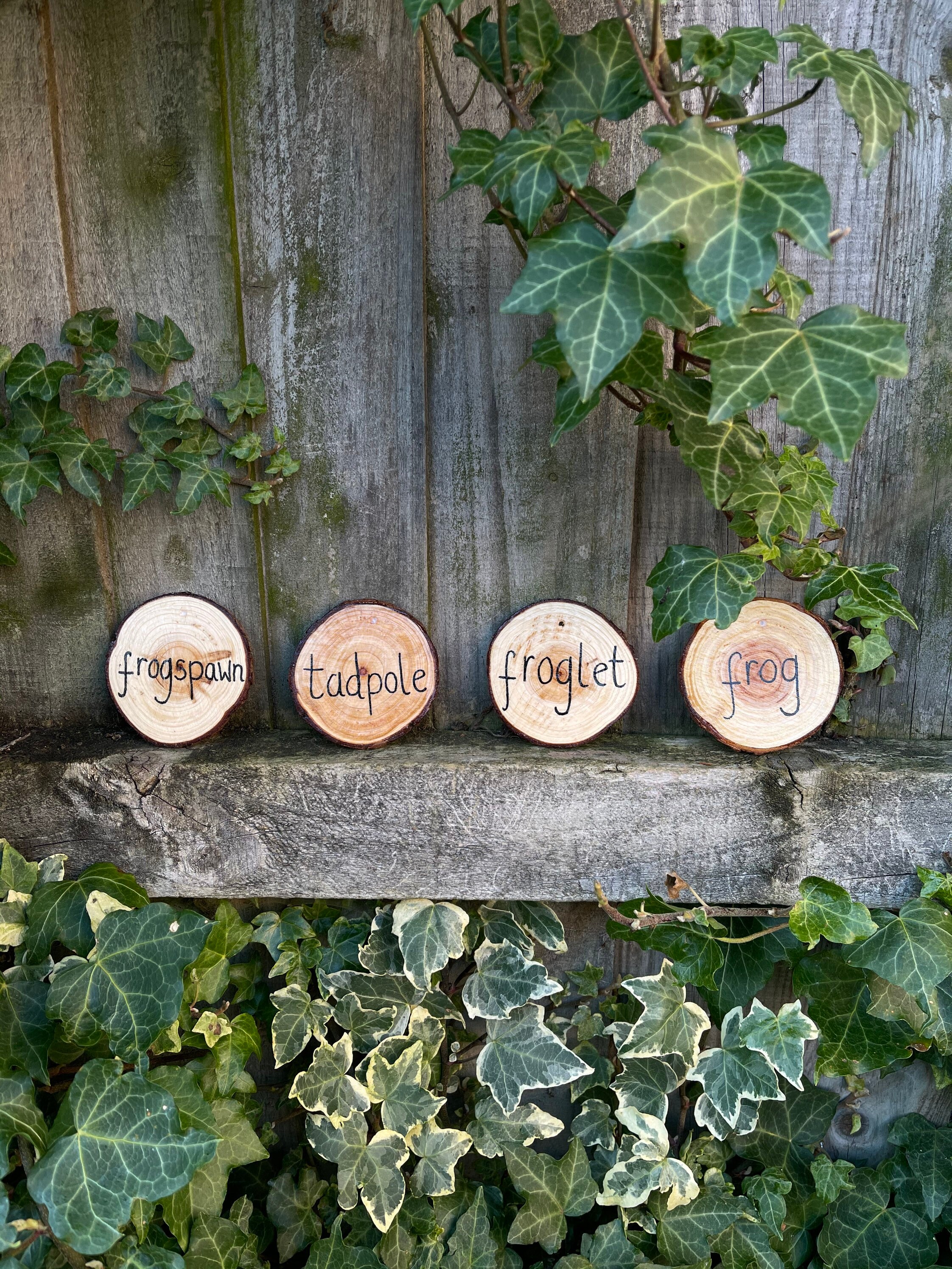 Life Cycles/ Butterfly Life Cycle/ Frog Life Cycle/ Hen Life - Etsy