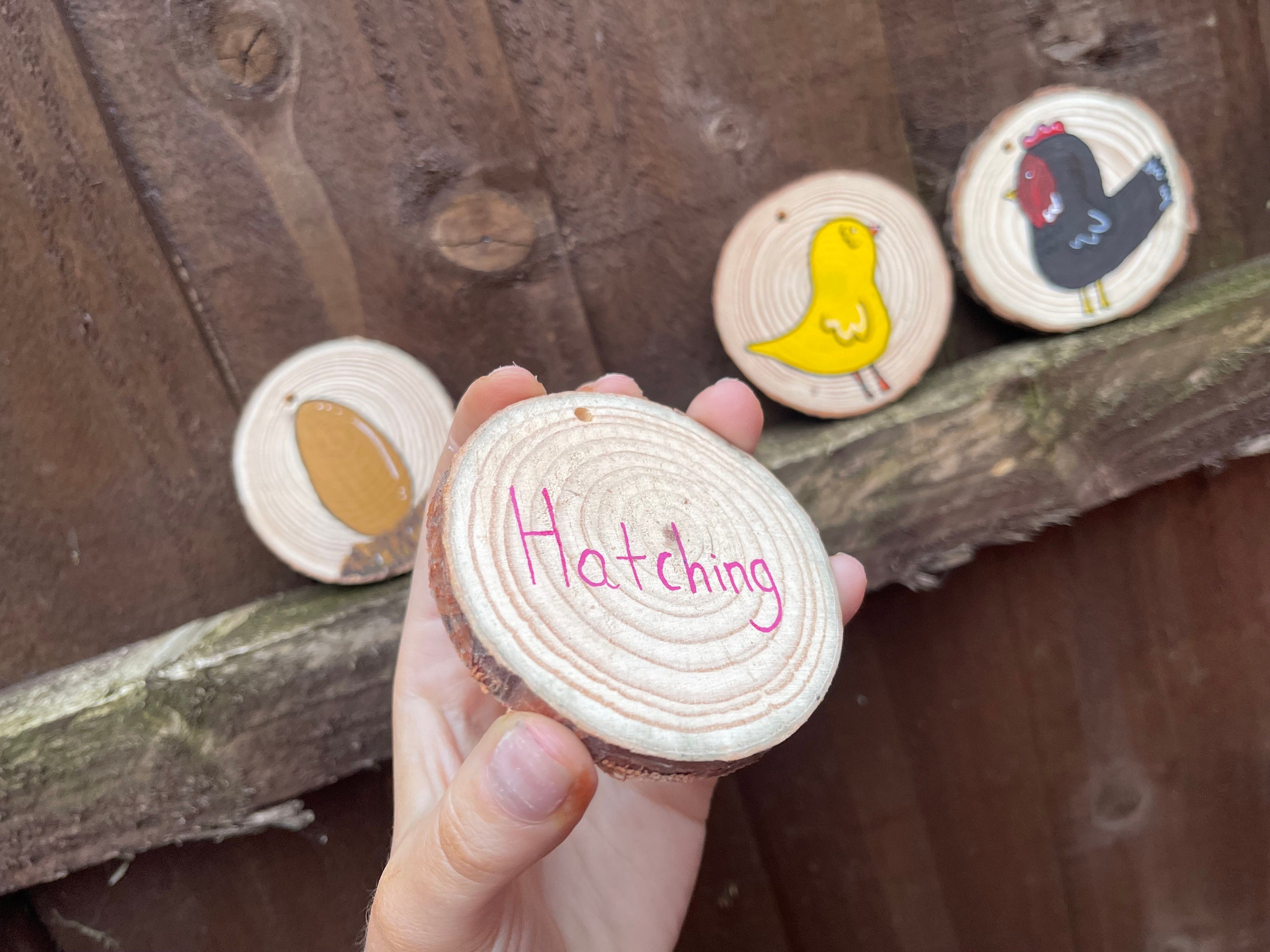 Life Cycle Resources for Hen Life Cycle EYFS Science Wooden Toys - Etsy