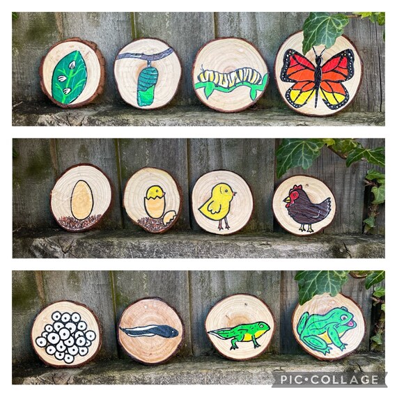 Life Cycles/ Butterfly Life Cycle/ Frog Life Cycle/ Hen Life | Etsy