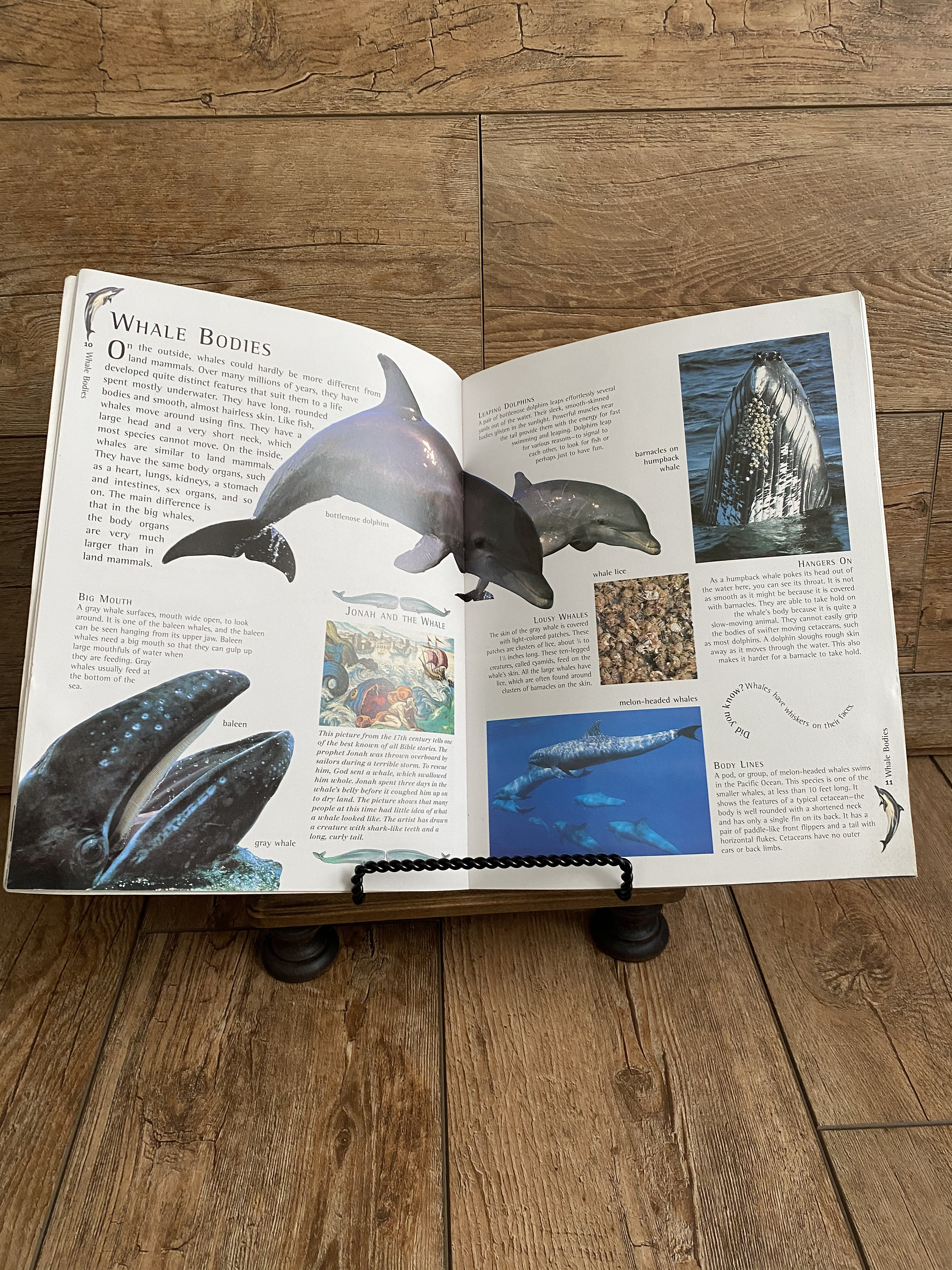 Nature Watch Whales and Dolphins Book Children Educational Book - Etsy