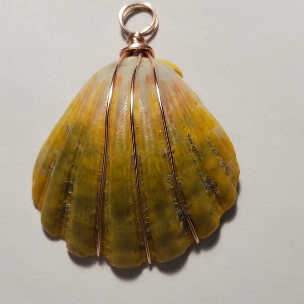 Sunrise Shell - Etsy