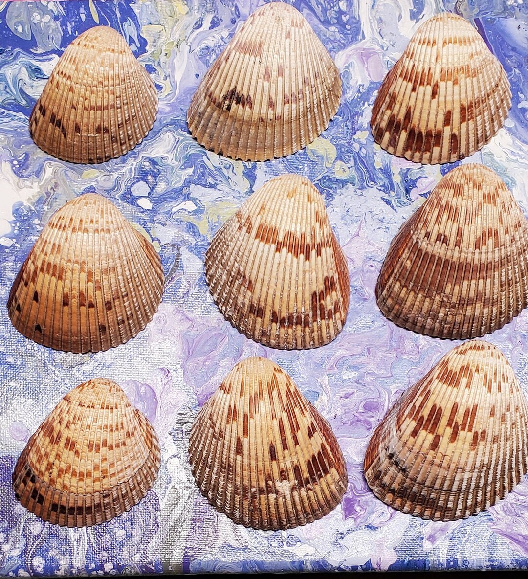 Florida Cockle Shells - Etsy