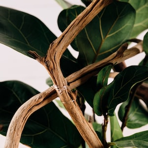 Natural Stick Pack, Multiple Sizes, Chameleon Sticks, Bird Perch Sticks ...