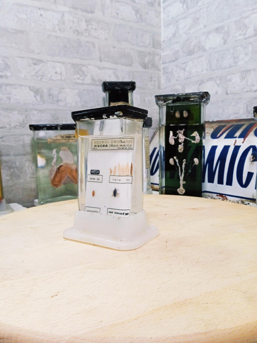 Anatomical Model of Insect Development, Preserved Fly Life Cycle in ...