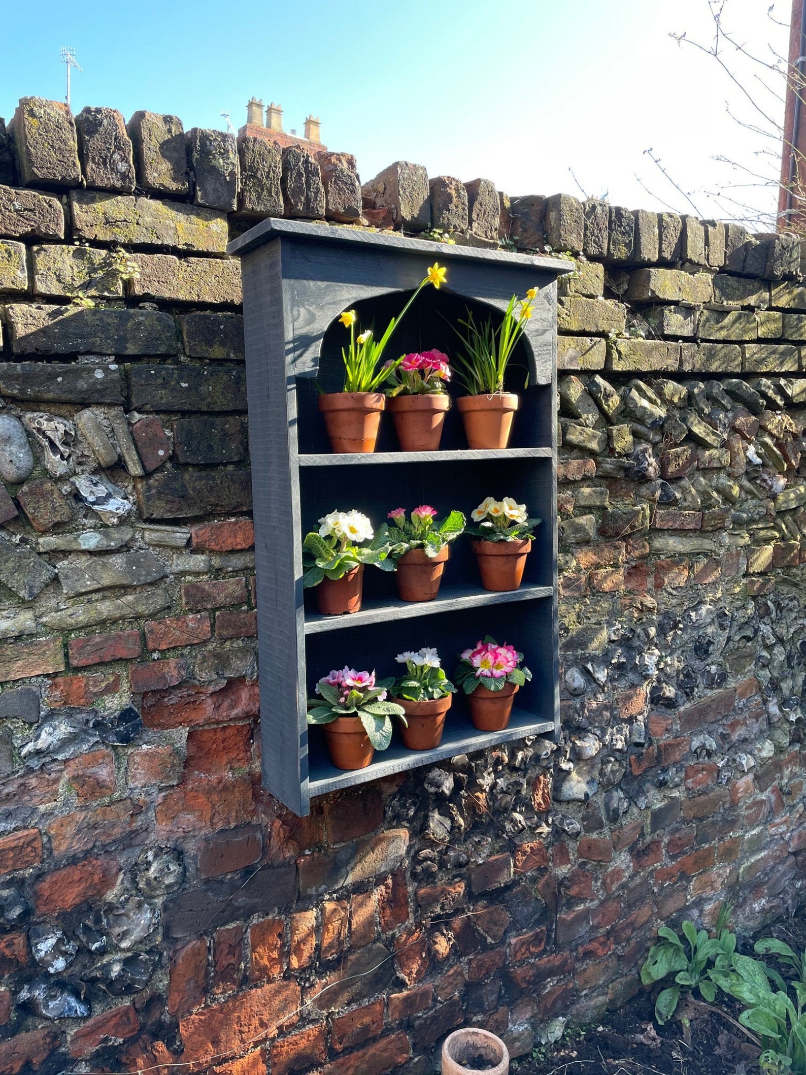 Auricula Theatre Primrose Primula Flower Wall Shelf Garden | Etsy