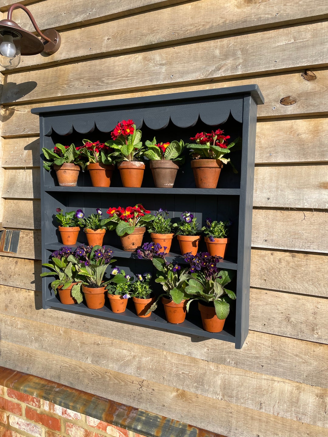 Large Auricula Theatre, Primrose, Primula, Flower Wall Shelf, Garden ...