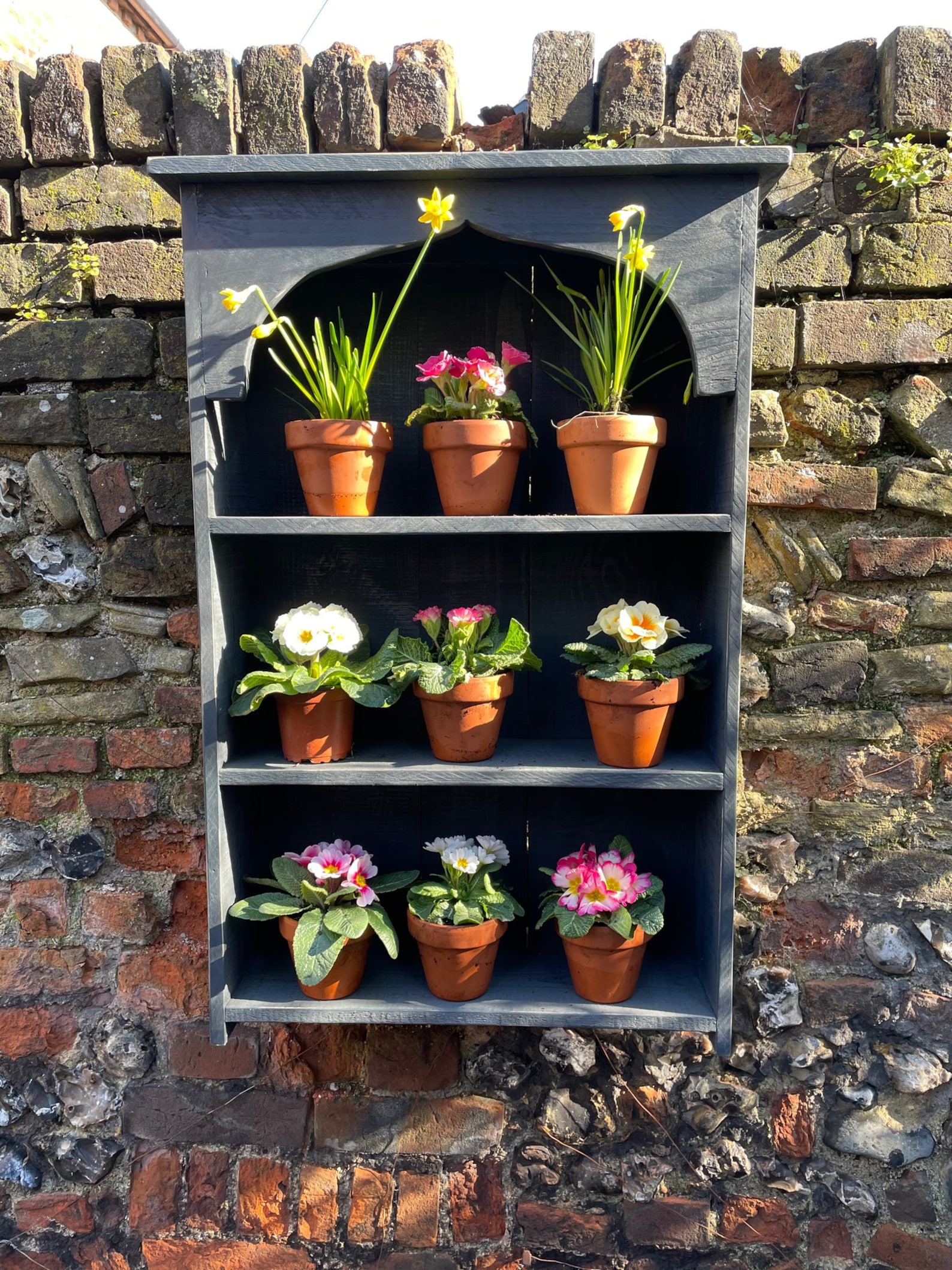 Auricula Theatre Primrose Primula Flower Wall Shelf Garden | Etsy