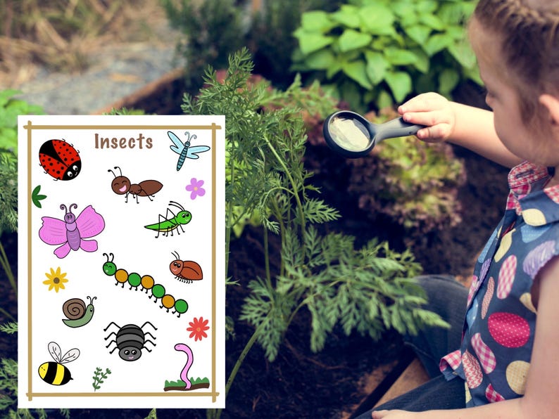 Insect Print, Insect Poster, Bugs, Childrens Educational Poster, School ...