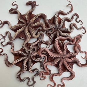 The Octopus | Reusable Silicone Prosthetic | SFX Make up | Pirates of ...