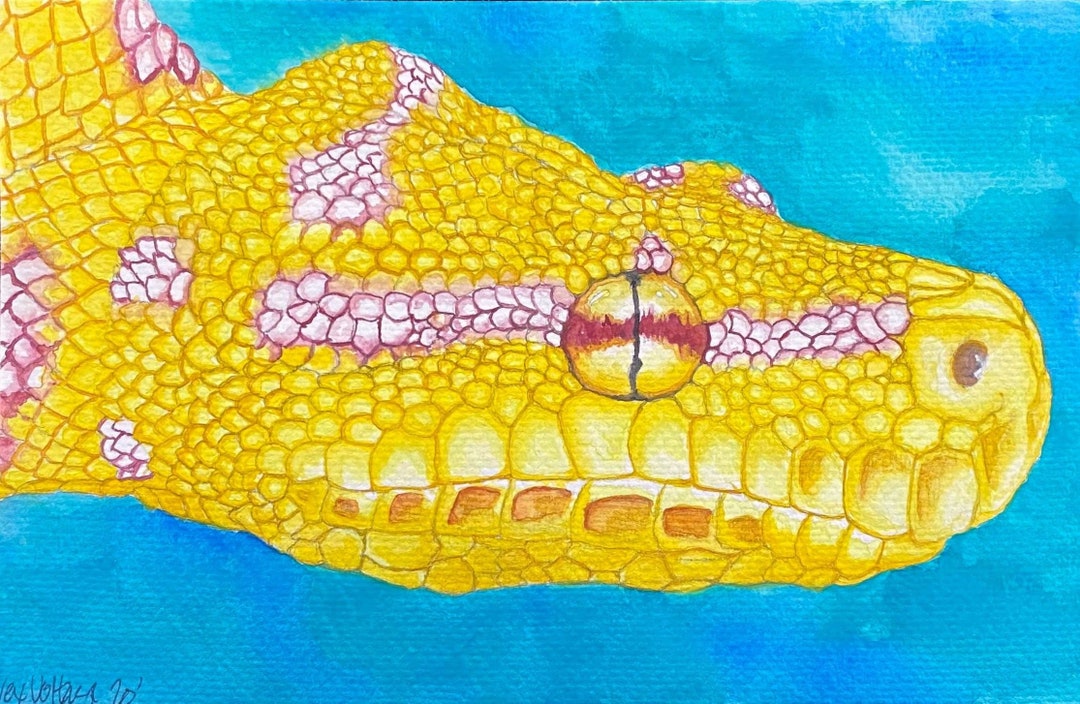 Green Tree Python Watercolor - Etsy