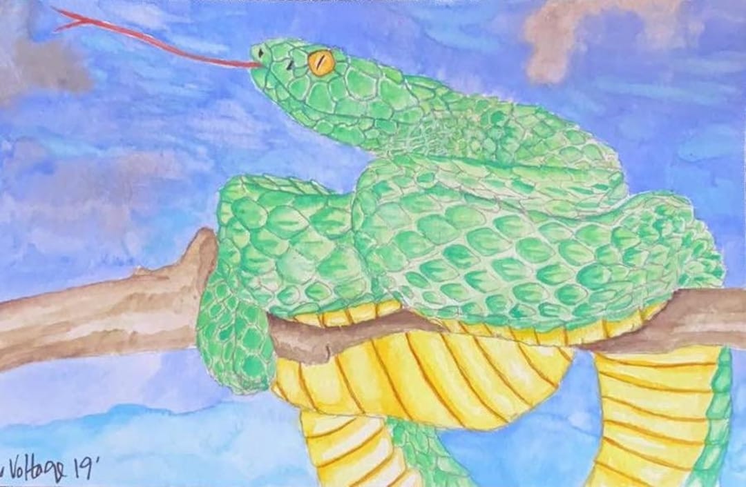 Large-scaled Viper on Branch Watercolor - Etsy